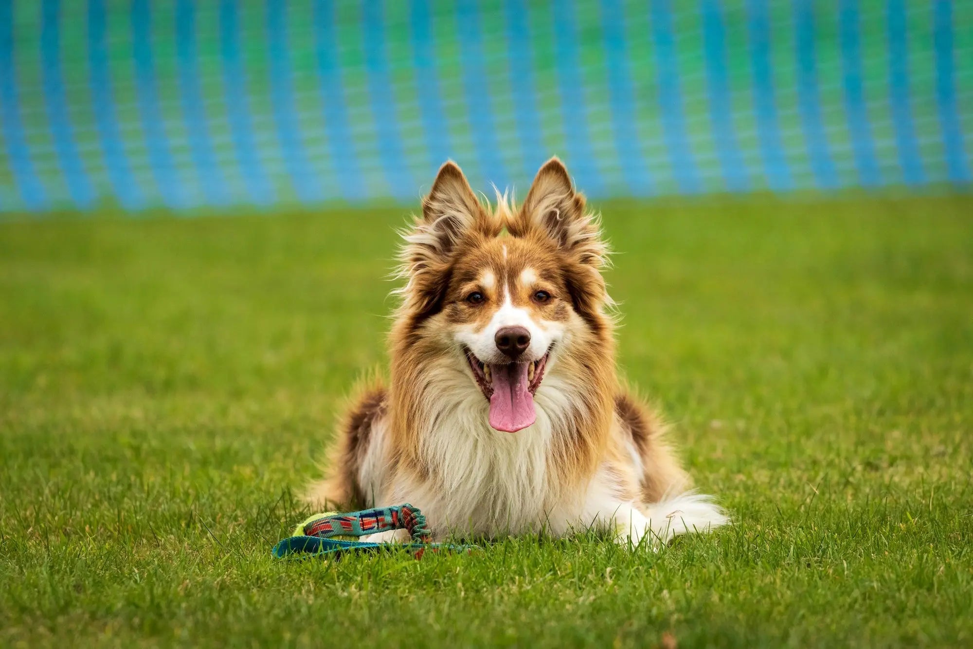 Guide til mental aktivisering av hund – A-Vet Shop
