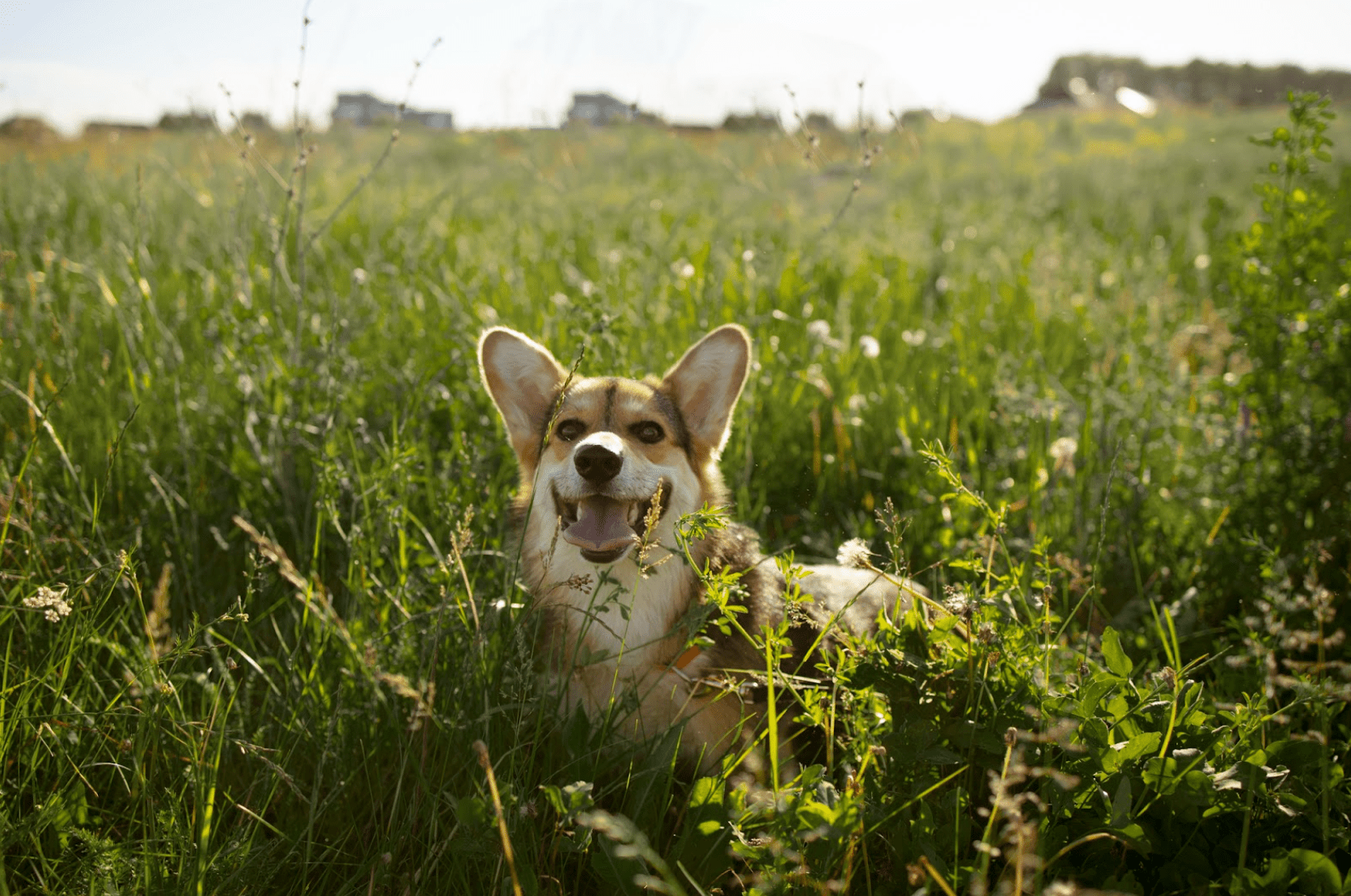 Flått på hund: Hva gjør jeg? | Hundeblogg – A-Vet Shop