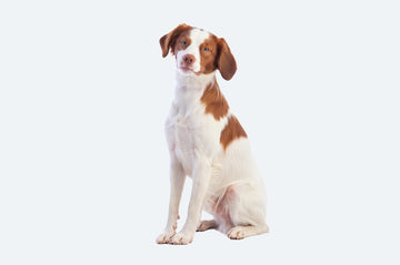 Alle hunderaser | Hunderasebibliotek – A-Vet Shop