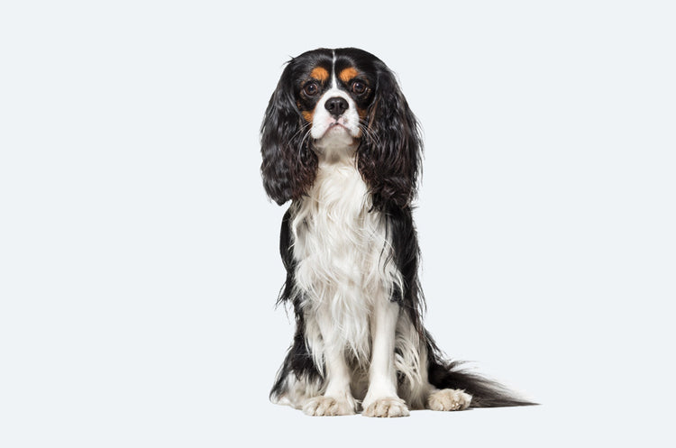 Alle hunderaser | Hunderasebibliotek – A-Vet Shop