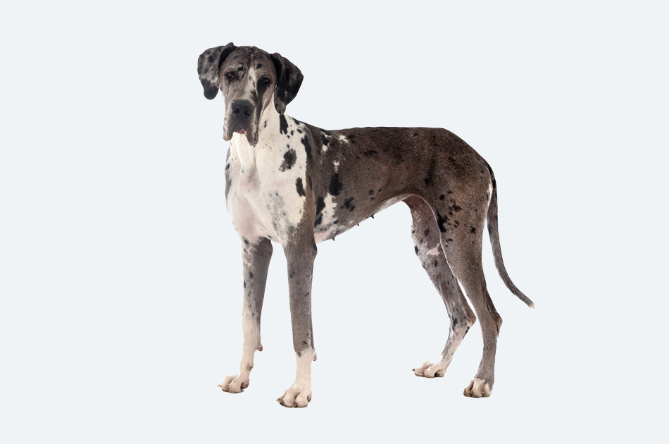 Alle hunderaser | Hunderasebibliotek – A-Vet Shop