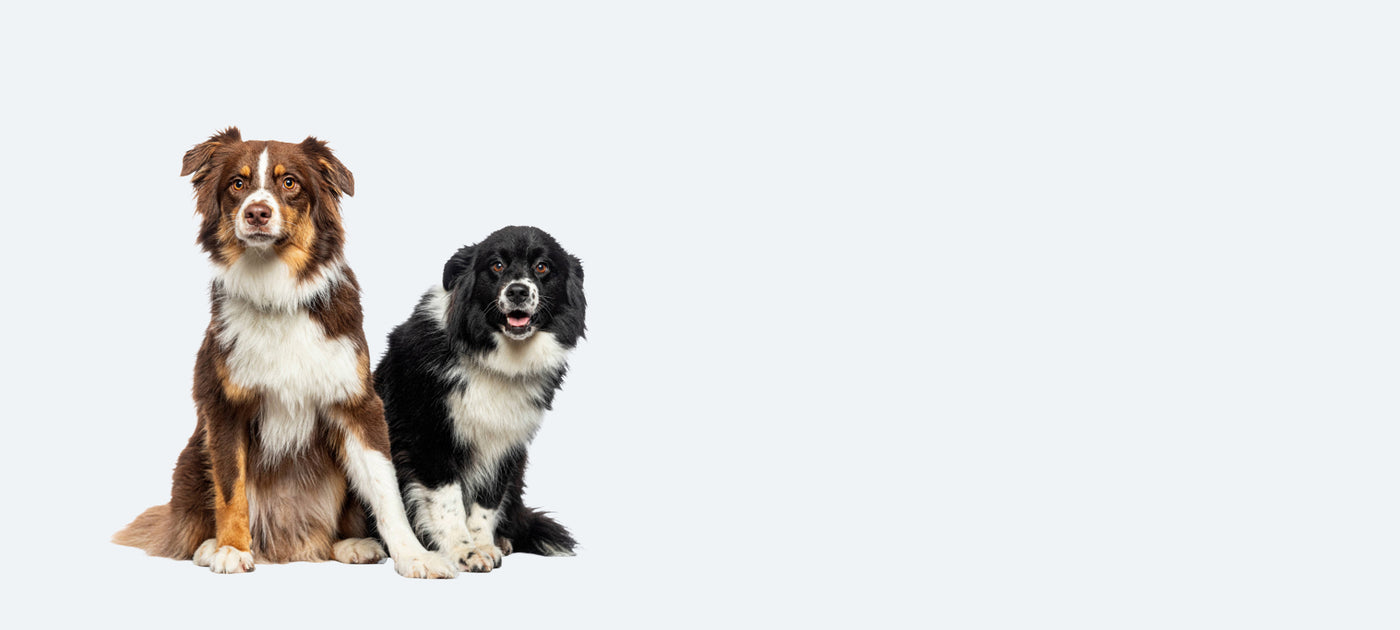 Alt om mellomstore hunderaser | – A-Vet Shop