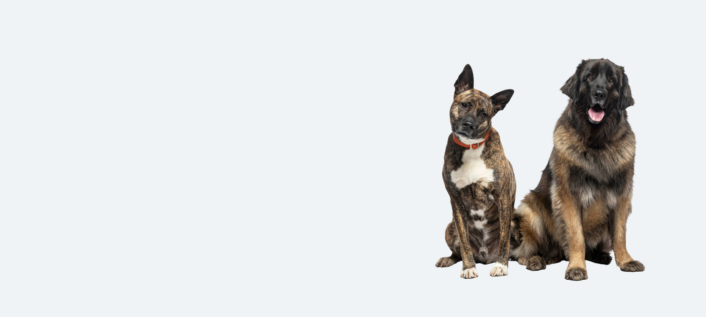 Alt om store hunderaser | – A-Vet Shop